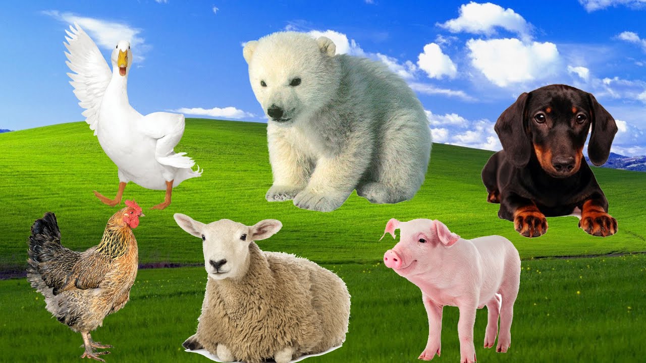 Animal knowledge around us cows, dogs, cats, monkeys, horses, elephants ...