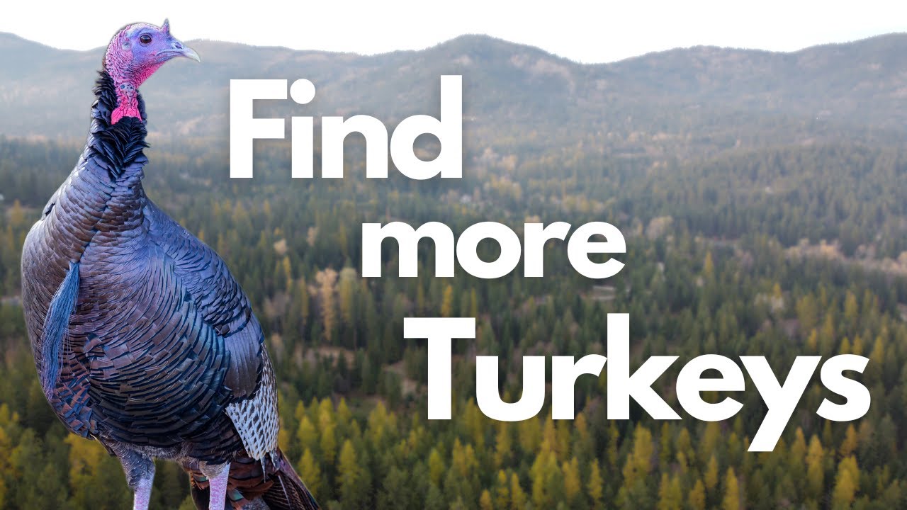 How To Find Spring Turkeys On Public Land - YouTube