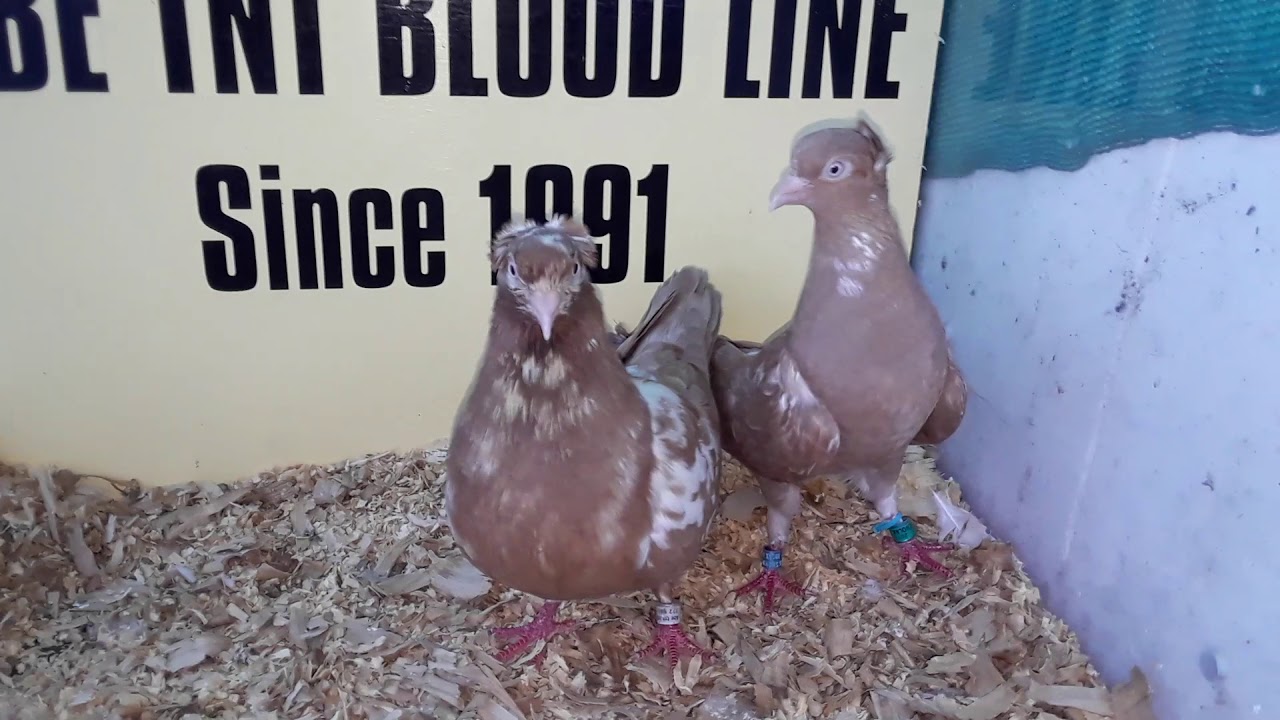 This video IS for New York Tony my friend - YouTube