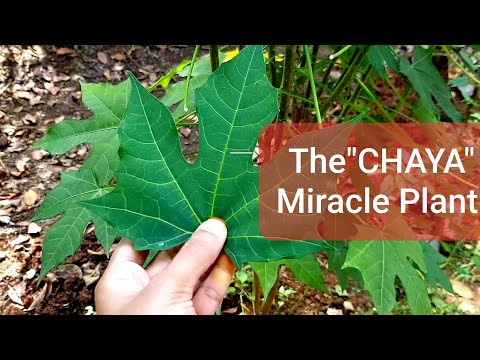 CHAYA-TREE SPINACH | CHAYA MANSA | the leafy SUPERFOOD that's packed ...