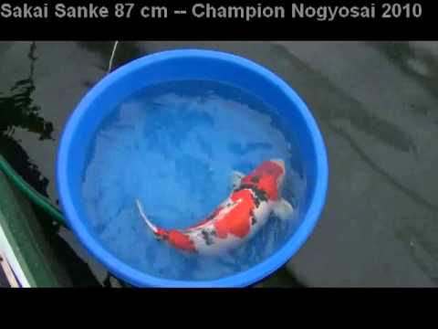Koi fish - Sakai Sanke Grand Champion Hiroshima Nogyosai 2010