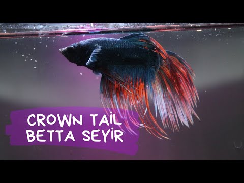 BettaSeyir (Betta splendens - Kavgacı Siyam Balığı)