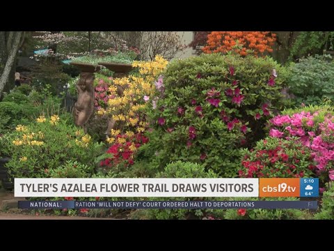 Tyler's Azalea Trails opens with colorful flowers, arts and crafts show ...