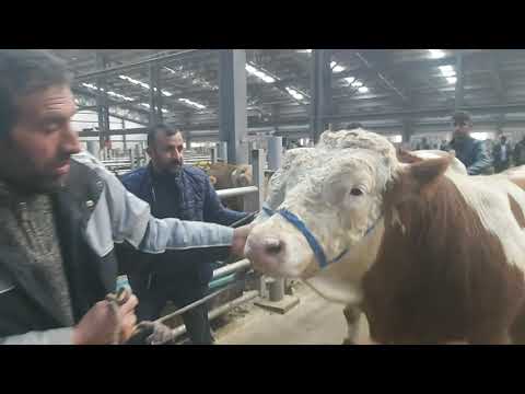 ERZURUM HAYVAN PAZARI KASIM SON HAFTASI