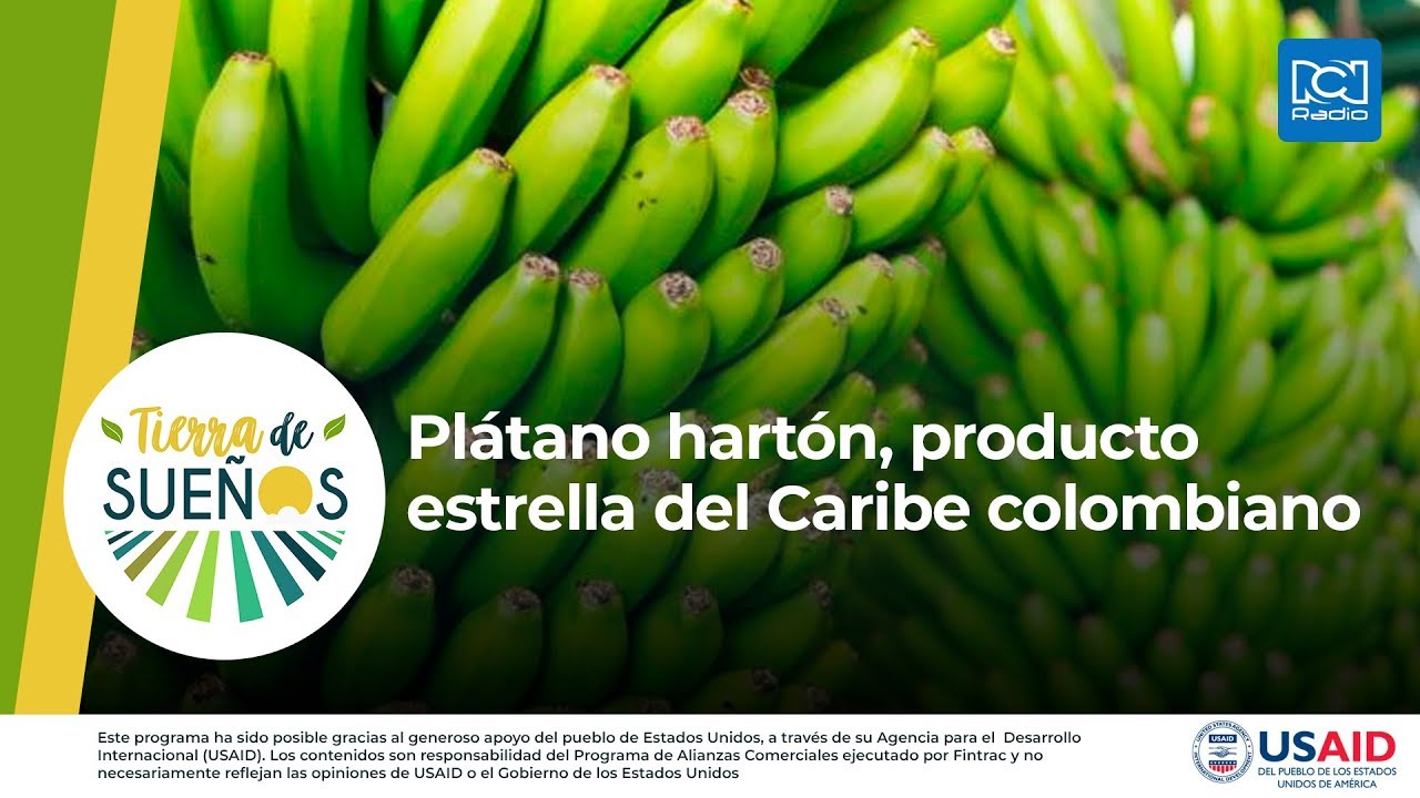Plátano hartón, producto estrella del Caribe colombiano - YouTube