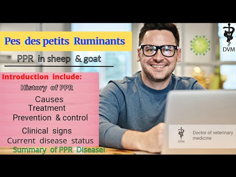 Pes des petits Ruminants |PPR in sheep and goat | History, Signs ...