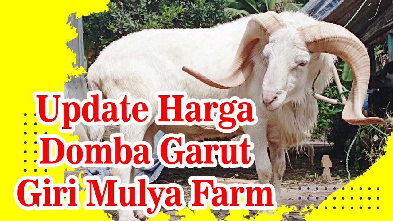 Harga Murah nih.. !! Domba Garut Super di Giri Mulya Farm - YouTube
