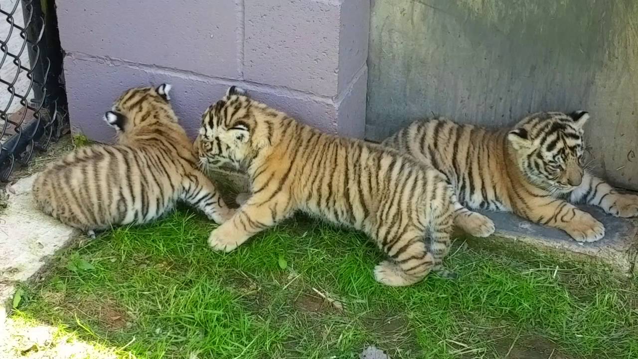 Three Tiger Babies Playing Together - YouTube