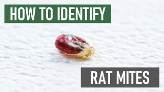 Can Rat Mites Live On Dogs