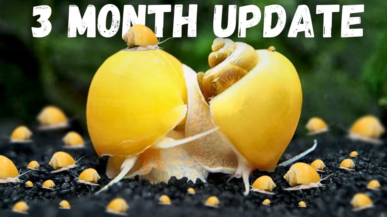 Breeding Mystery Snails - 1000s of Babies! - YouTube