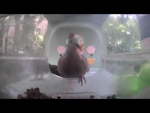 Mr And Mrs.Peck Pecking around on meow.camera ("Rare Sighting") - YouTube