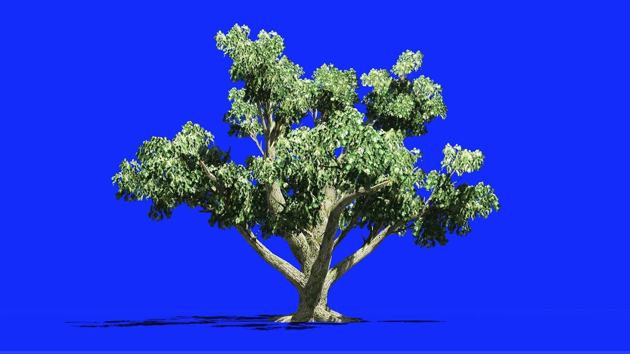 Tree in Blue Screen - Chroma key - YouTube