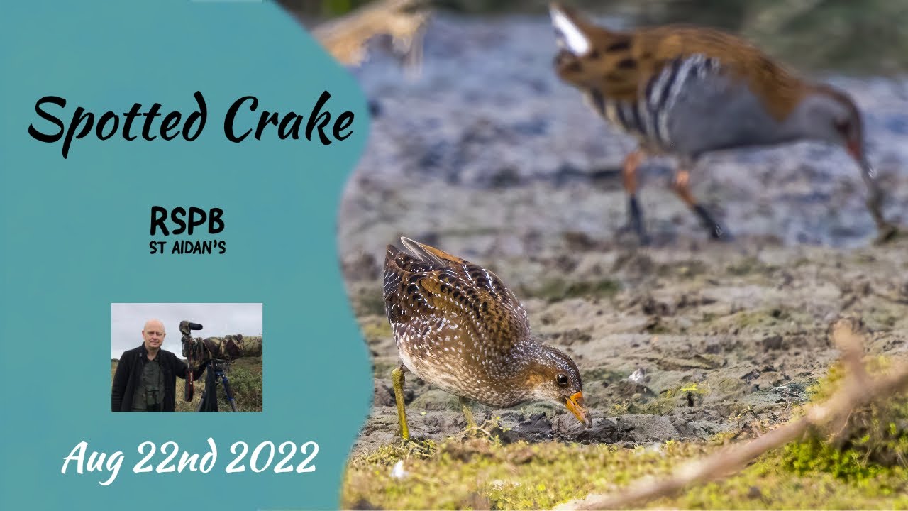 The elusive Spotted Crake - filmed in 4K - YouTube