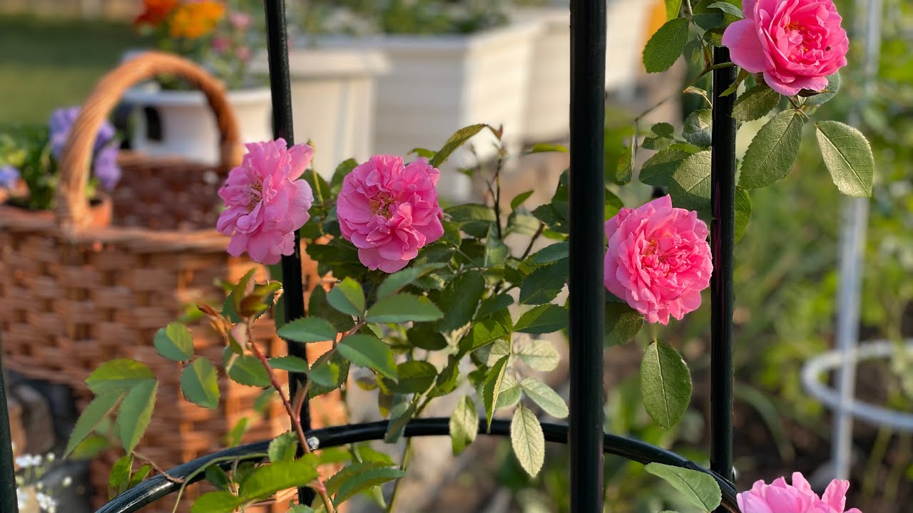 Climbing Rose John Davis Zone 2 Fragrant flowers bloom repeatedly late ...