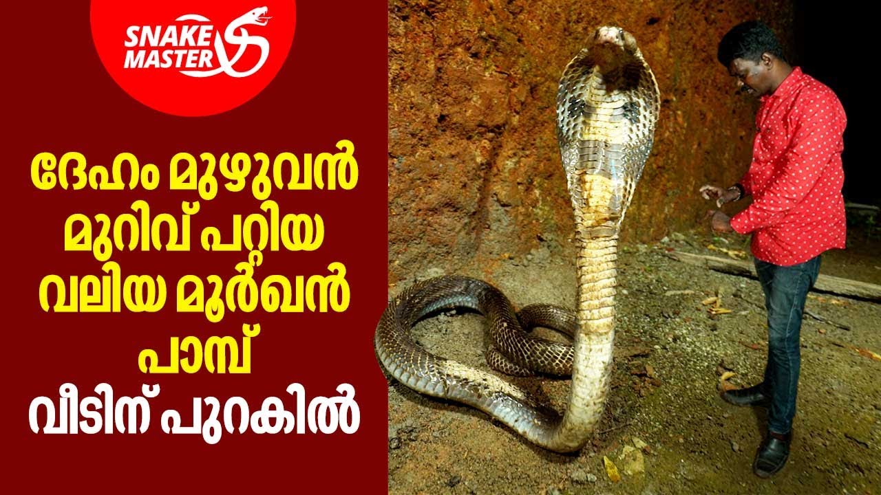 ദേഹം മുഴുവൻ മുറിവ് പറ്റിയ വലിയ മൂർഖൻ പാമ്പ്‌ വീടിന് പുറകി ...