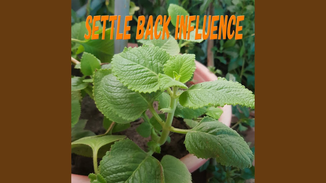 Settle Back Influence - YouTube