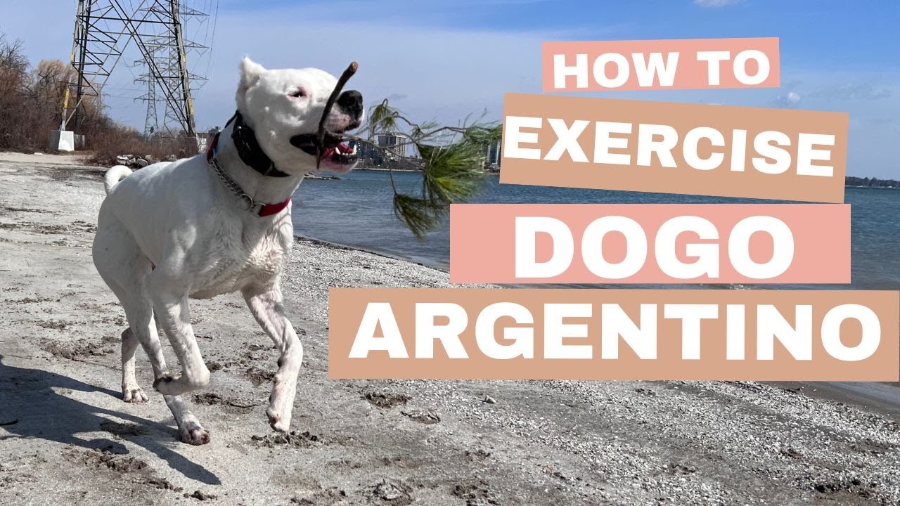 HOW TO EXERCISE YOUR DOGO ARGENTINO IN THE CITY - YouTube