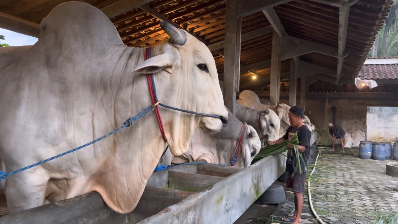 MEMBERI MAKAN SAPI RAKSASA SETIA FARM ‼️🔥🔥🔥 - YouTube