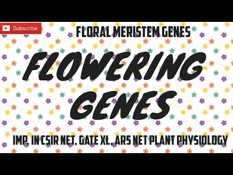 FLOWERING GENES, The floral meristem identity genes, important for CSIR ...