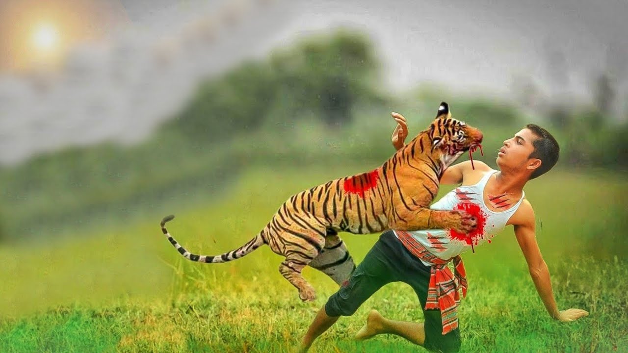 Tiger Attack Man in Forest | Wild Animals Attack, Royel Bengal Tiger ...