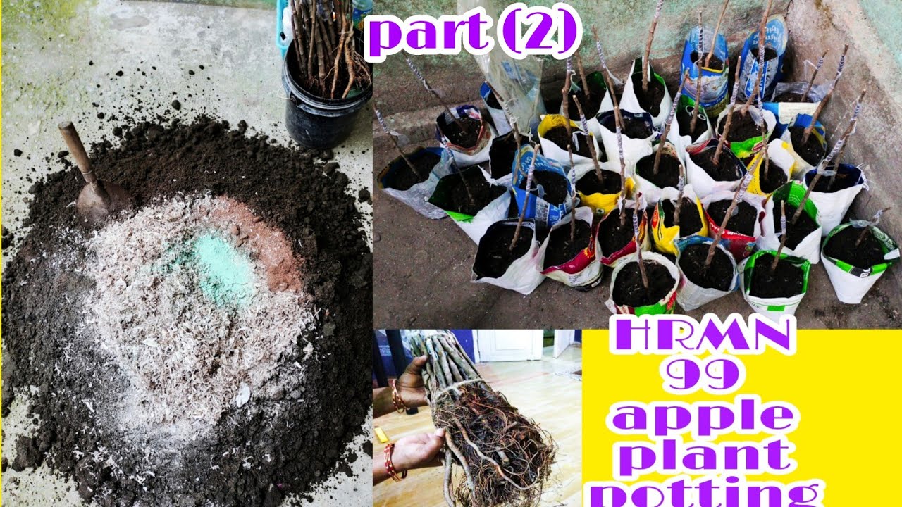 HRMN 99 apple plant potting part 2 | HRMN 99 In which soil to sow apple ...