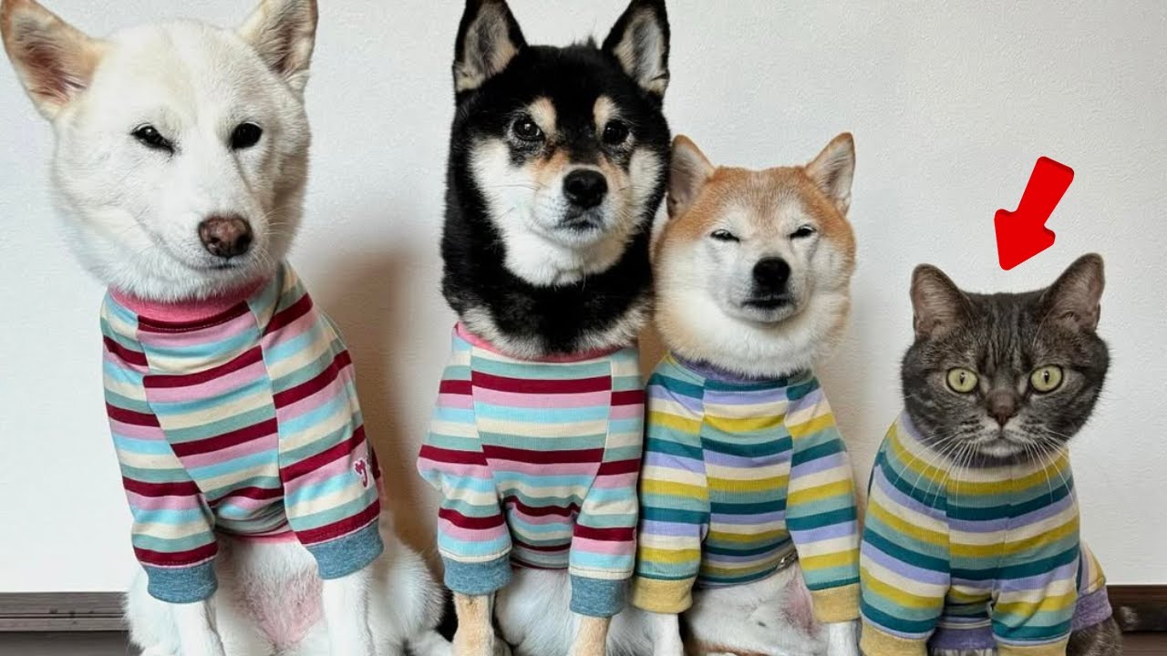 Kiki the cat who thought she was a dog! Because she grew up with three ...