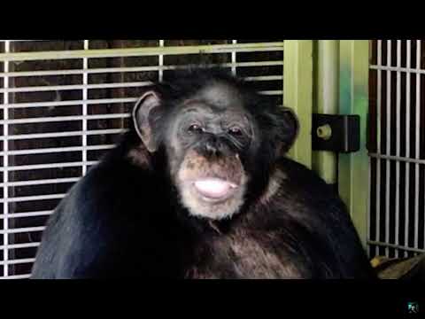 a chimpanzee named travis - YouTube