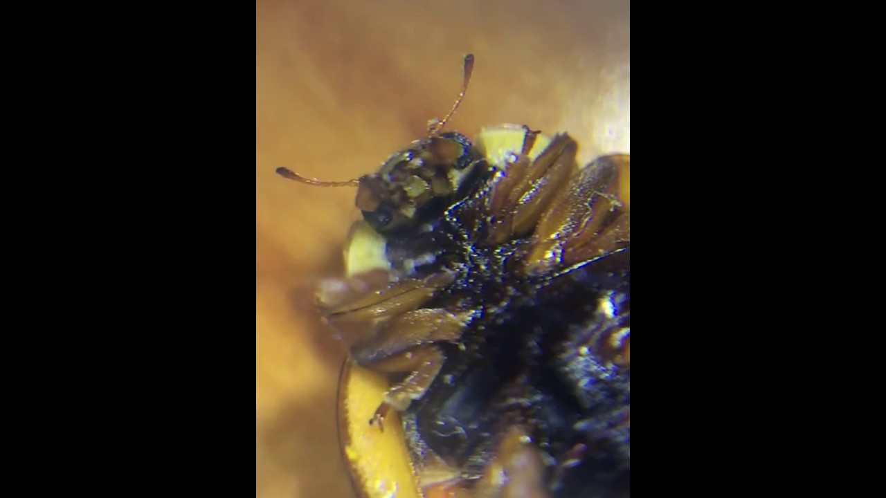 Ladybug under microscope! - YouTube