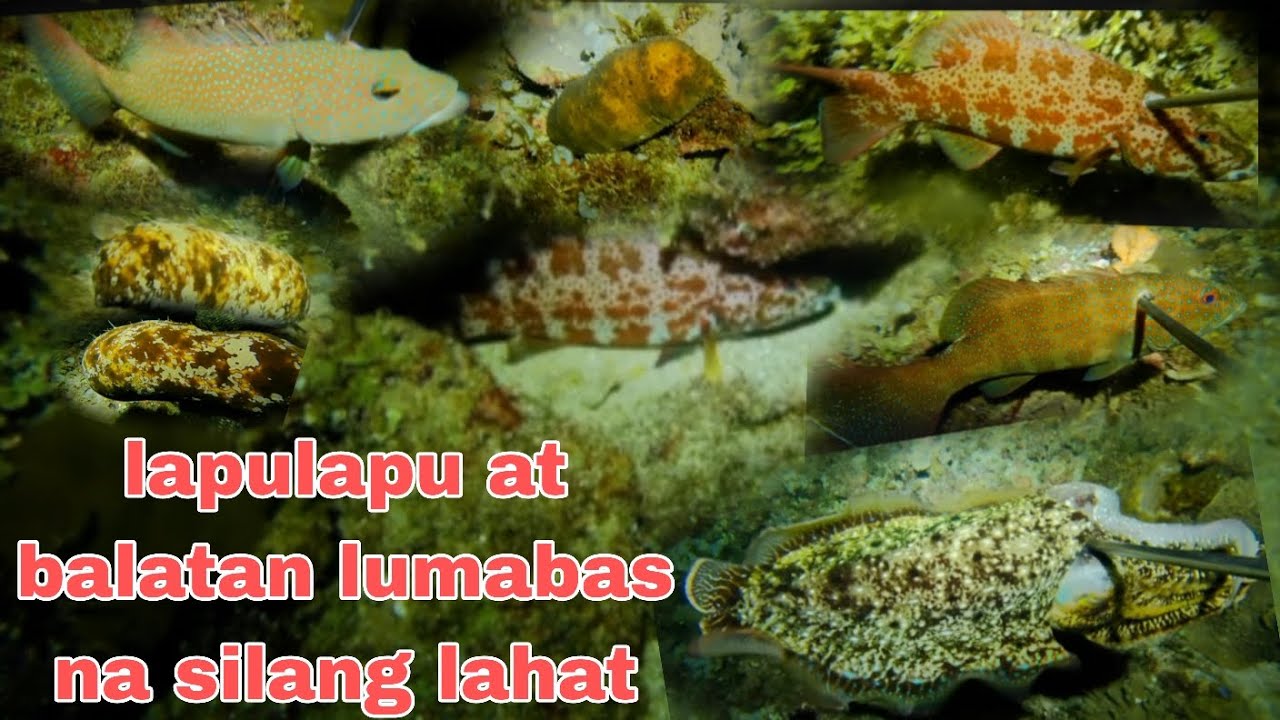 EP92 lapulapu at balatan lumabasna silang lahat night sperfishing ...