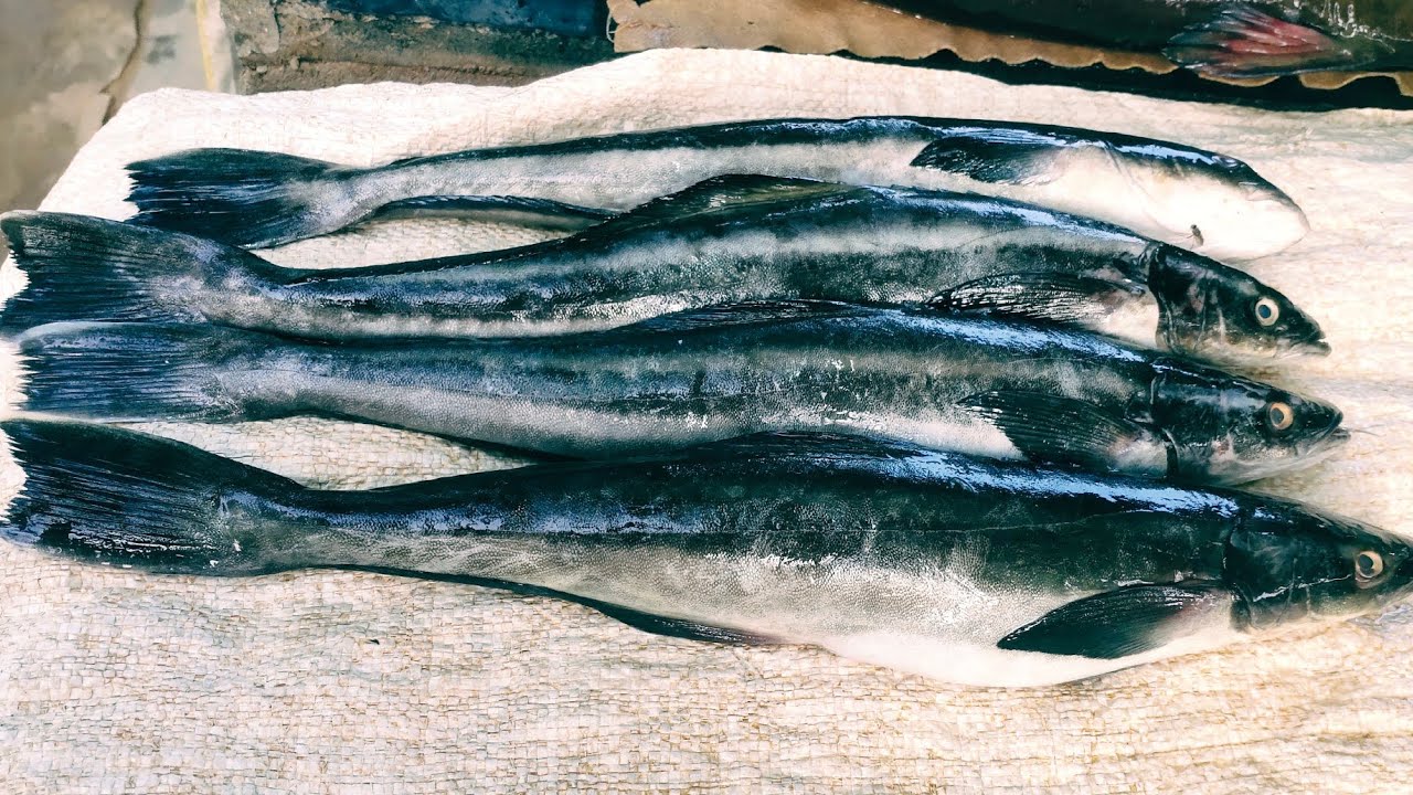 Kadal Viral | Nei Meen | Cobia Fish Cutting | Fish Cutting TSR Fish ...