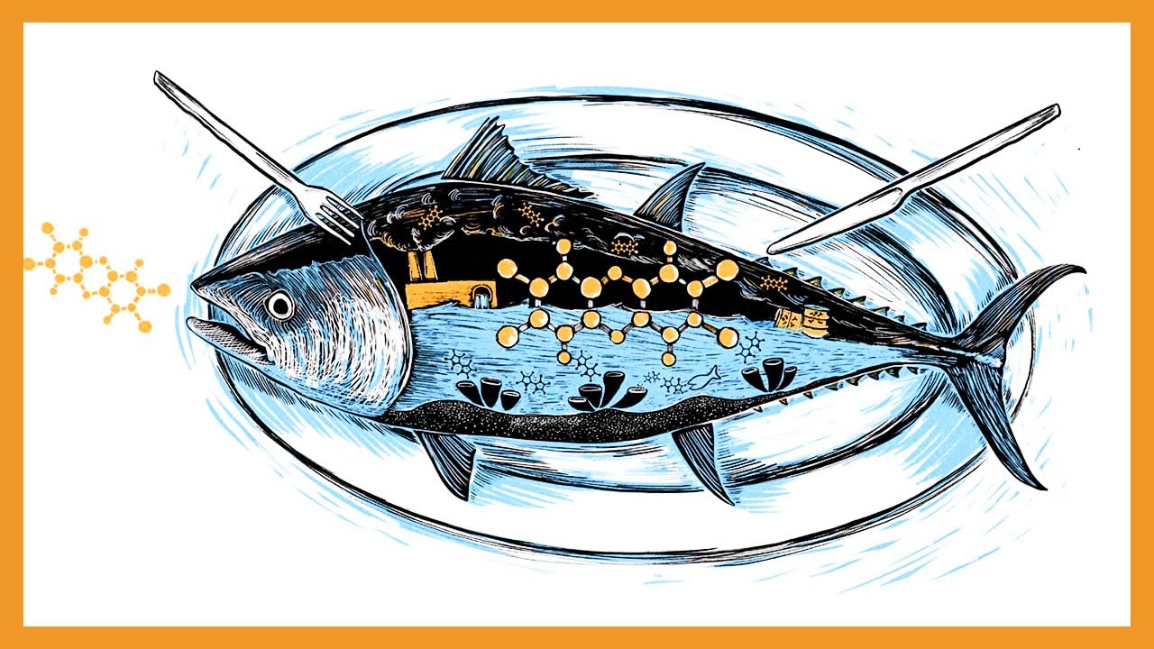 Tetrodotoxin vs. Ciguatoxin vs. Scombroid Poisoning - YouTube