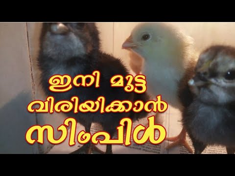 Incubator Malayalam Home Made 2021| Incubator Making Malayalam/YouTube/UNNISTECHVLOG/unnipgs