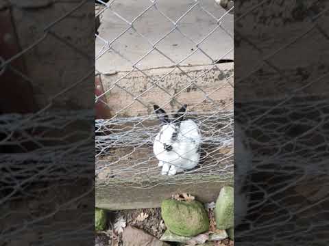 tavşan çok sevimli bir hayvan ama parmaklarımı ısırdı