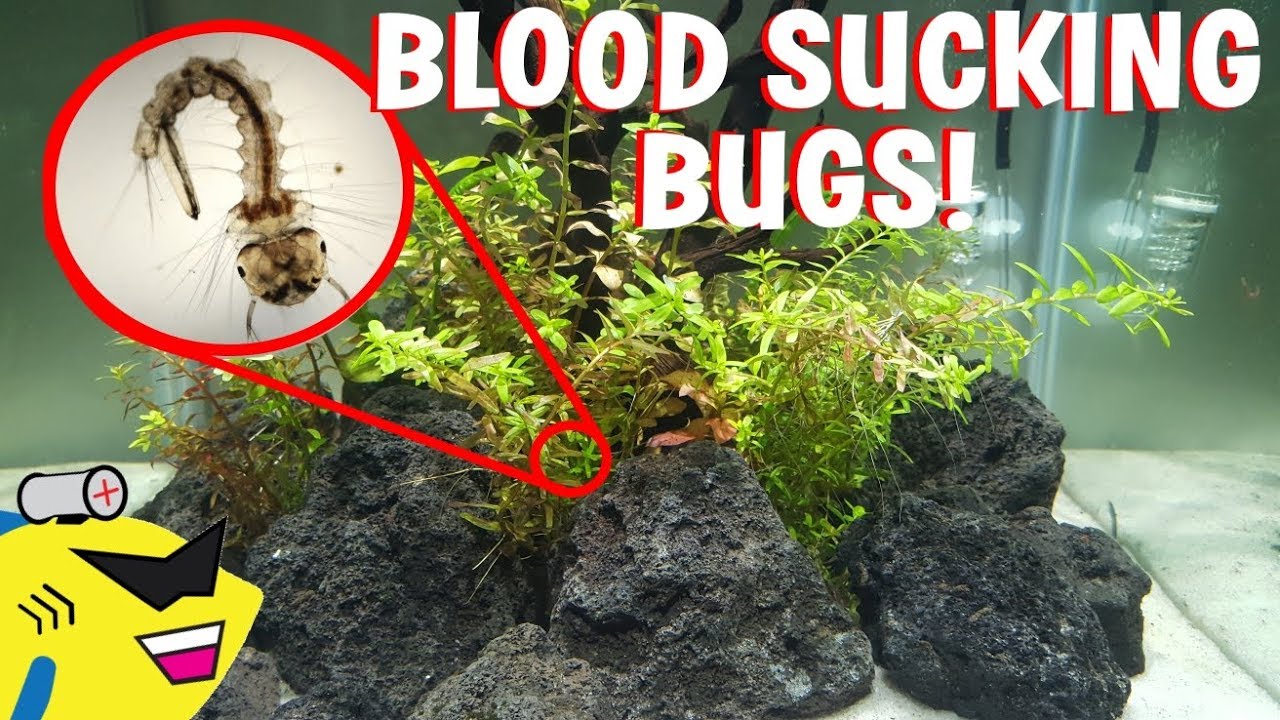 BLOOD-SUCKING BUGS In My Aquarium! - YouTube