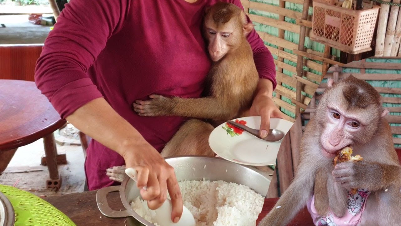 Super cute boy Koko eating rice and chicken leg so yummy /Koko&Yoko ...