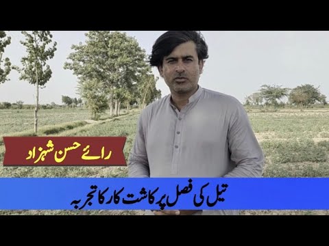 Sesame ki Cultivation - YouTube