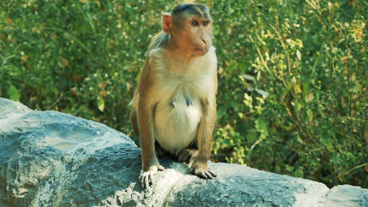 ये बंदरिया पेट से है || Female Monkey Pregnant || Bandariya || बंदरिया ...