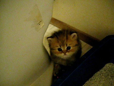 Persian kitten, Dew Drop 10.09.08 - 1 - YouTube