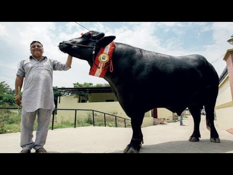 21 Crores Super Bull Sultan| Visit Punjab | Jatt Expo Mela 2018 - YouTube