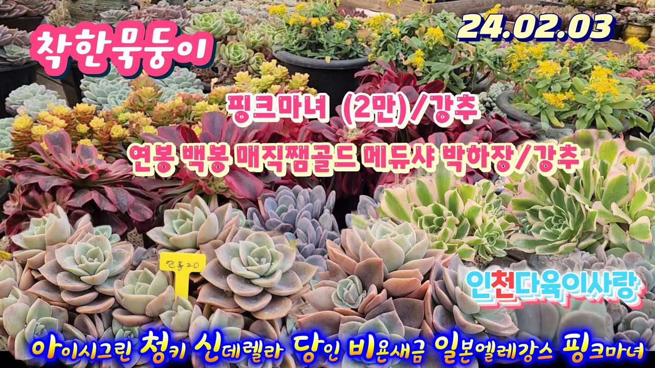 다육이사랑2묵둥이군생 신상많아요연봉군생2백봉대품28아이시그린 매직쨈골드 메듀사 박하장핑크마녀2 청키신데렐라백봉당인비욘새무지금일본엘레강스