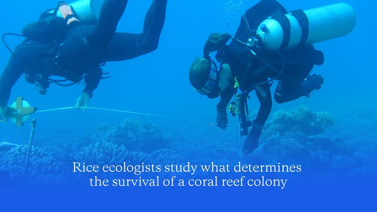 Rice ecologists study what determines the survival of a coral reef ...