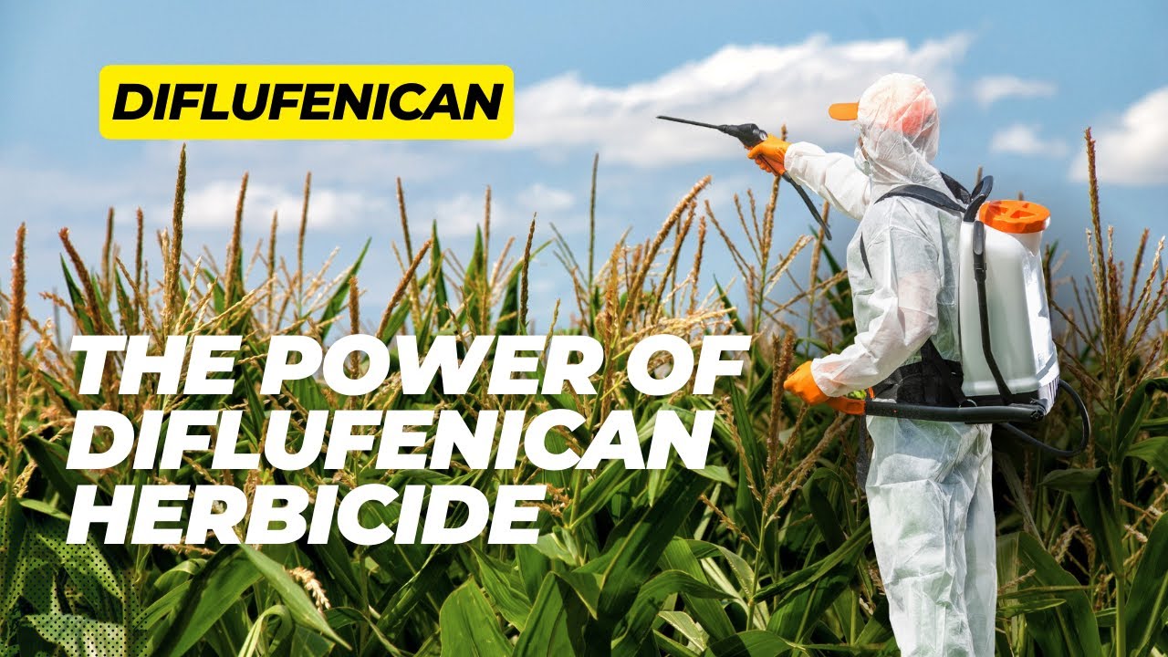 Diflufenican Weed Control: The Power of Diflufenican Herbicide ...