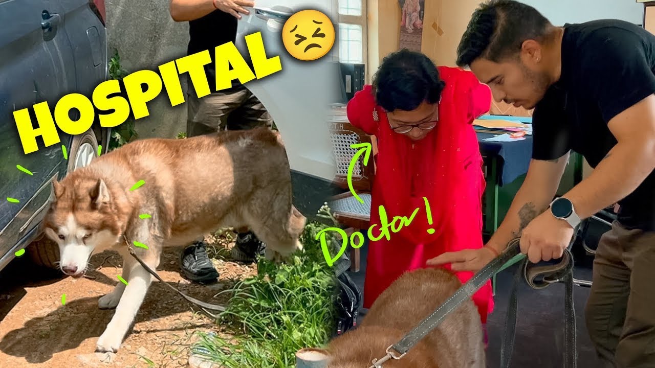 Ghost ko emergency mei Hospital le jana pada 😓 Shelter update ...