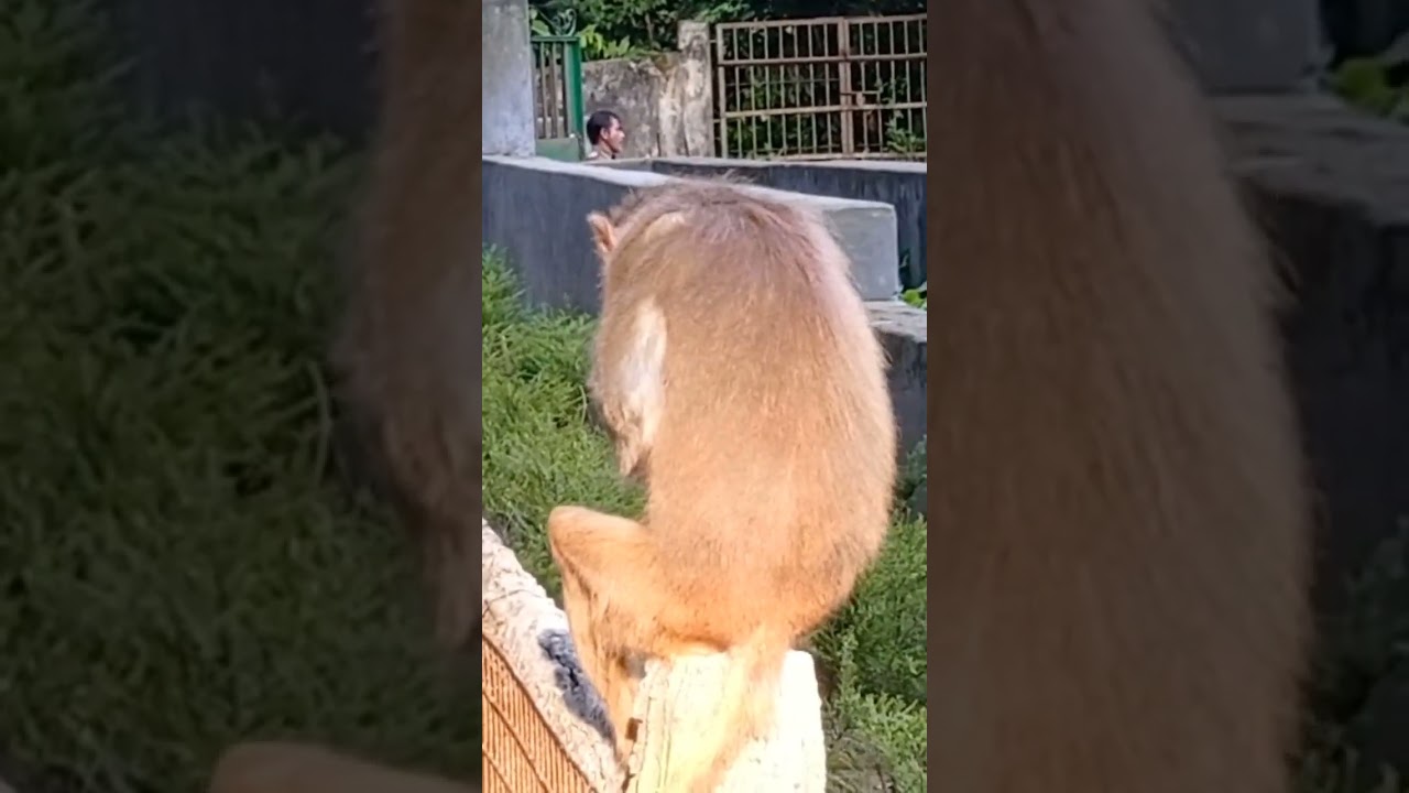 Monkey and Hippo - YouTube