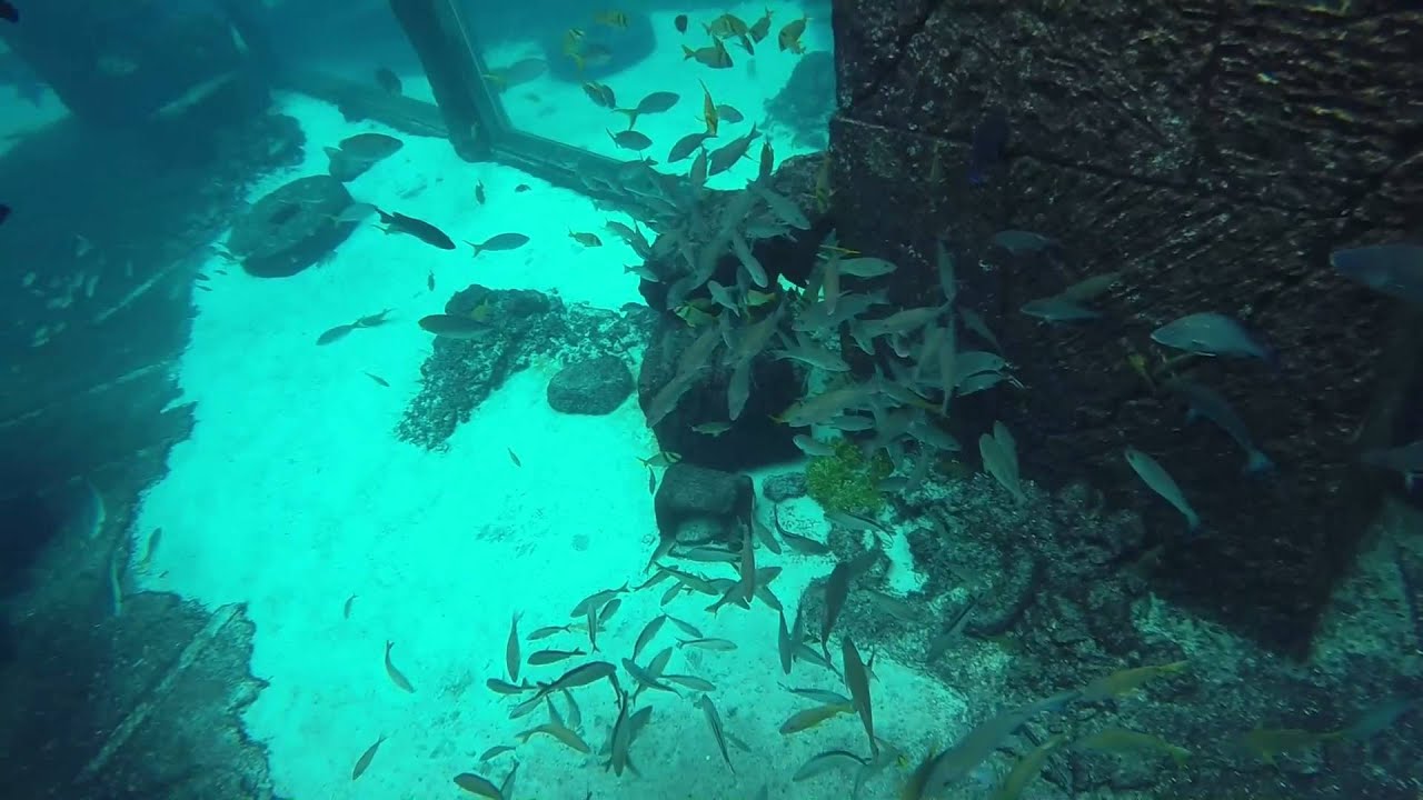 Snorkeling the ruins of Atlantis-long version - YouTube