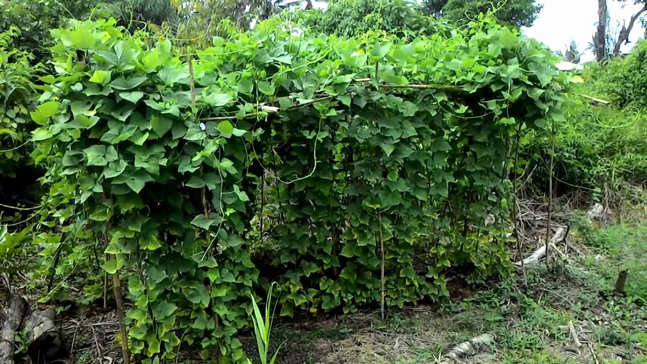 Pembersihan daun tua tanaman Kecipir (Psophocarpus tetragonolobus) di ...
