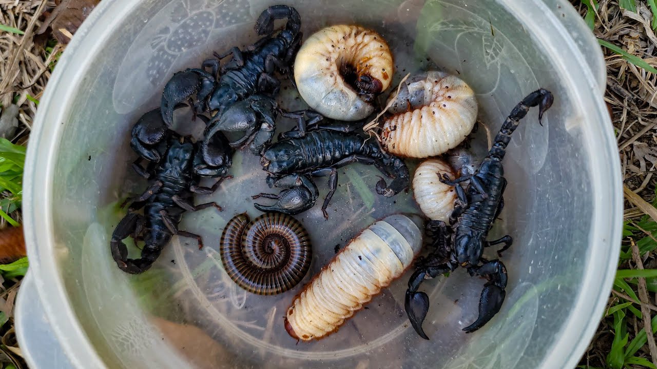 Release Insect Back To Natural Have Beetle Worm, Millipede, Scorpio ...