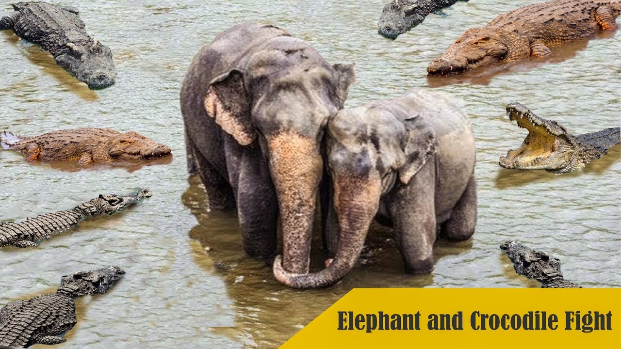 Amazing | Elephant and Crocodile Fight - YouTube