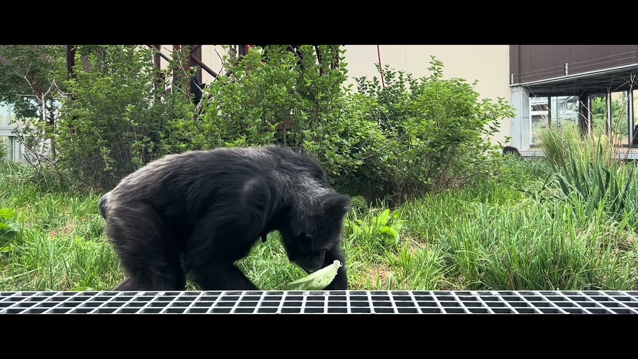 Chomping Chimp - YouTube