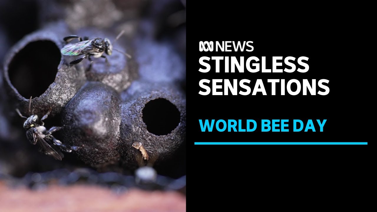 Stingless bees celebrated on International Bee Day l ABC News - YouTube